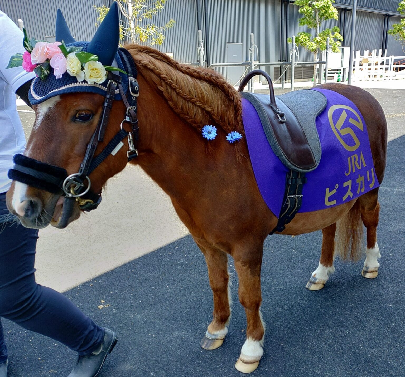 法人案内 - 特定非営利活動法人ピスカリ